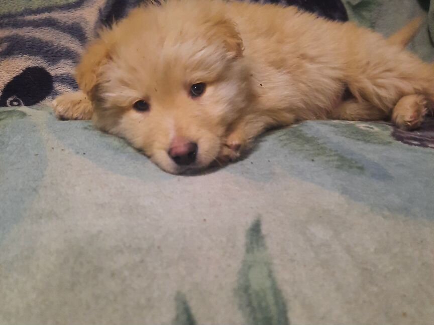 Щенки мальчики ищут хозяев