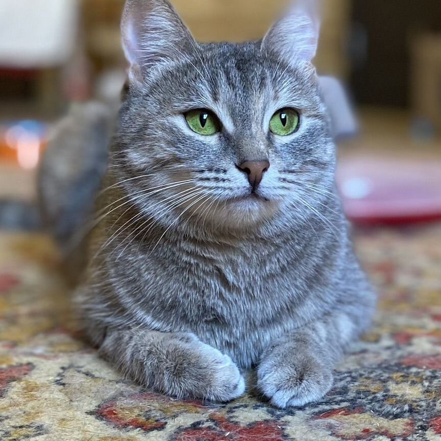 Кошка
