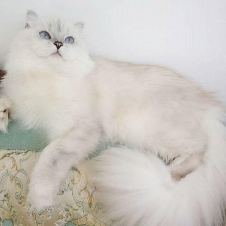 Шотландская кошка