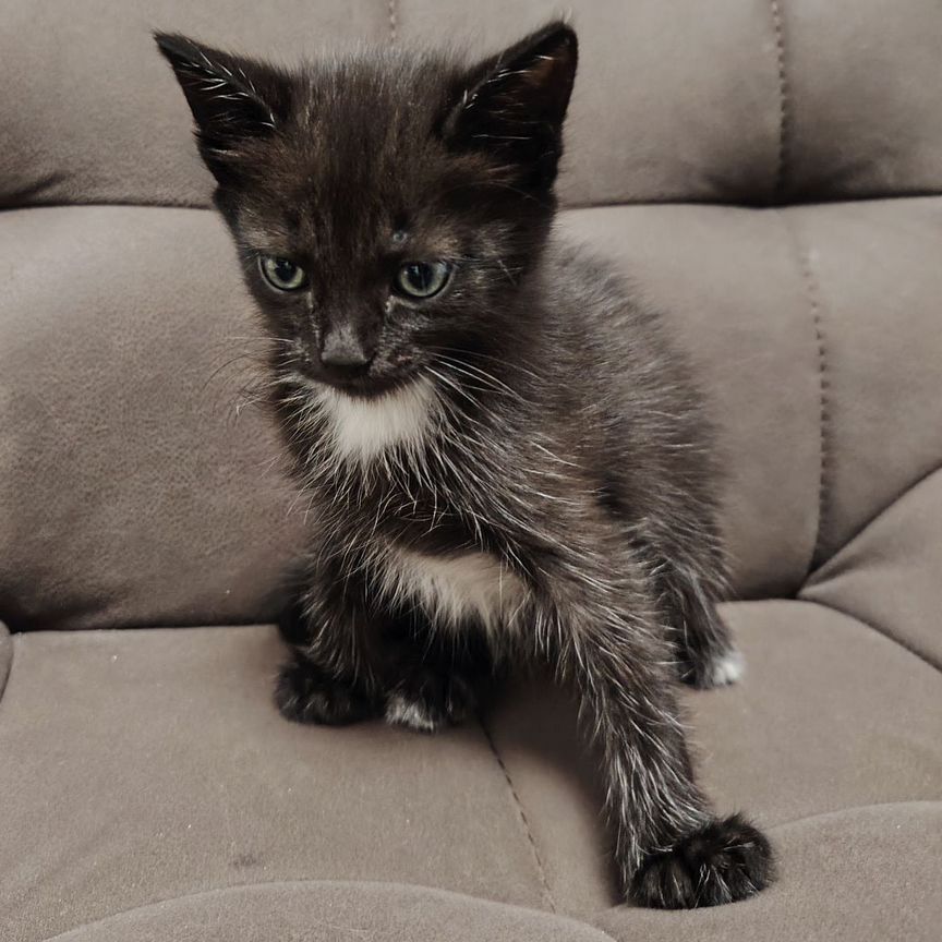 Котёнок в добрые руки