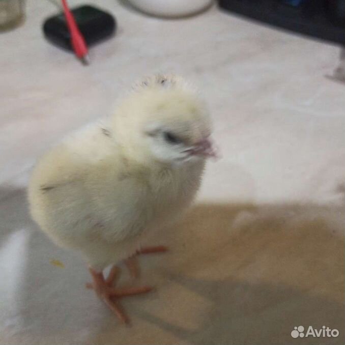 Цыплята недельные