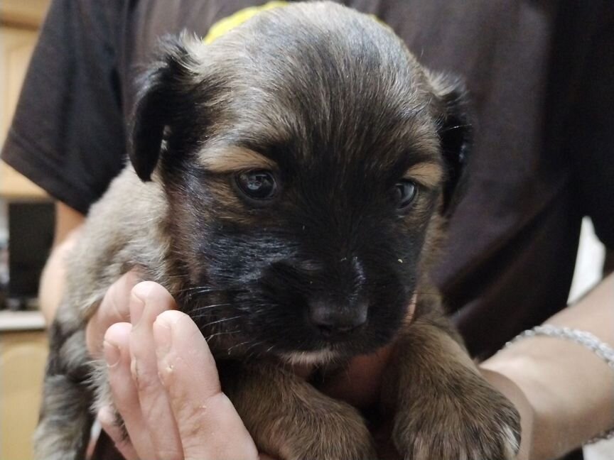 Собака в добрые руки отдам бесплатно