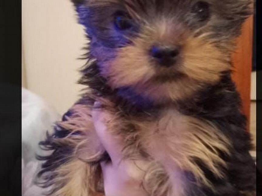 Йоркширский терьер щенки