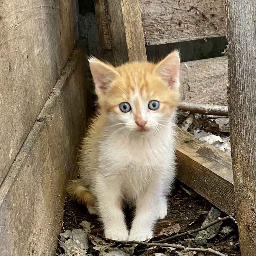 Чудесные котята-рыжики в дар