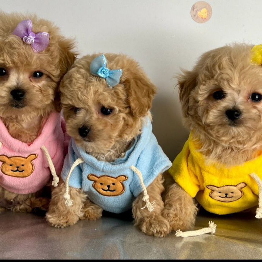 Пушоны мальчики