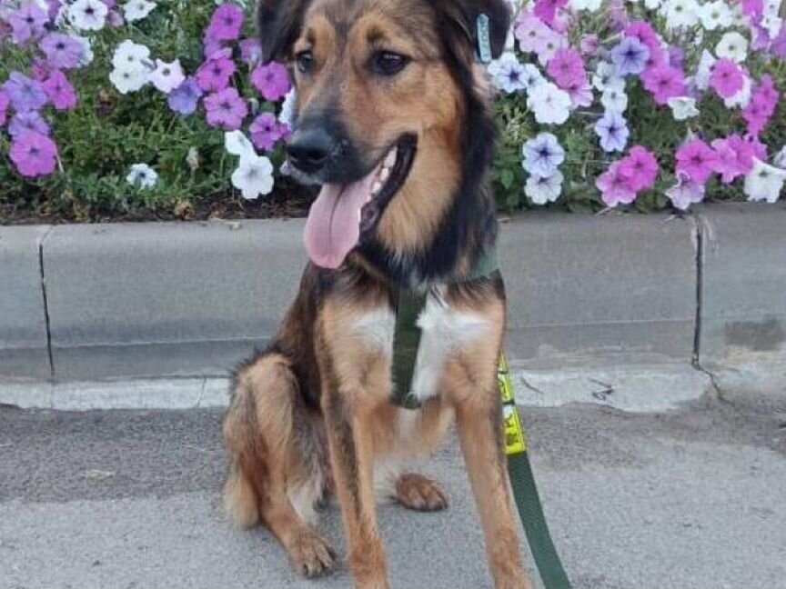 Дарочка ищет дом