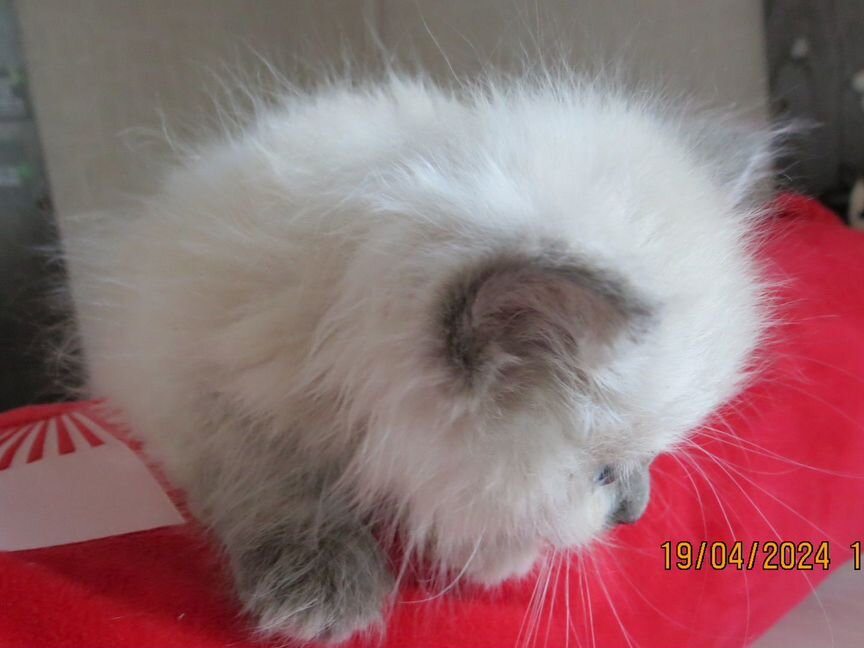 Сиамская кошечка в добрые руки