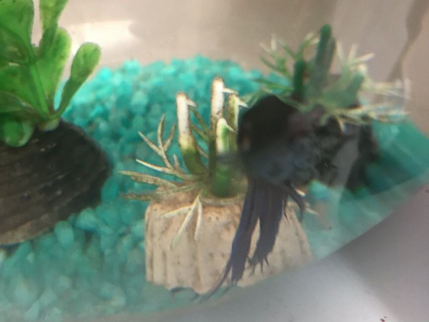 Рыба петушок