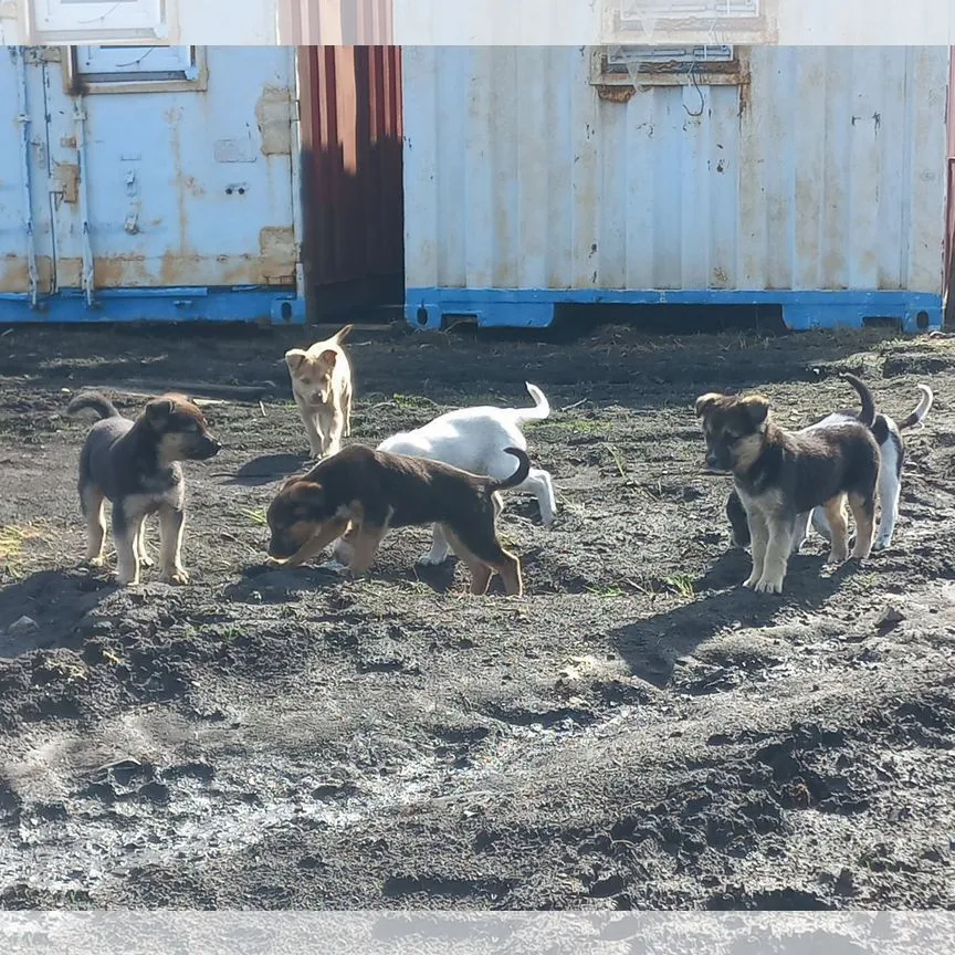 Щенки в добрые руки бесплатно