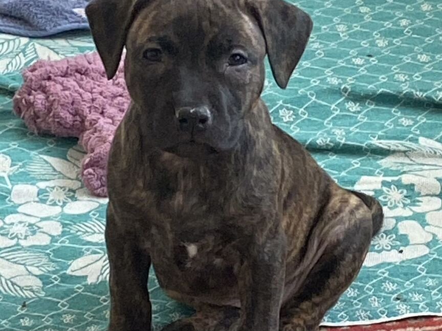 Щенки питбуля