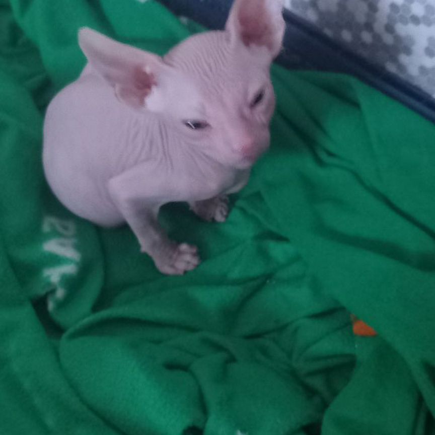 Котёнок донского сфинкса