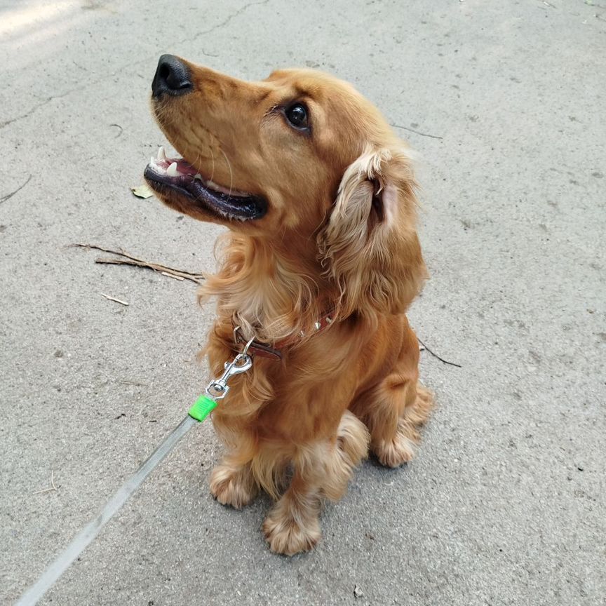 Вязка кобель спаниель