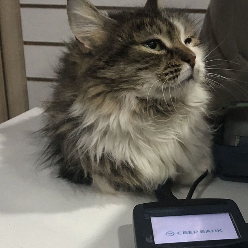 Кошка