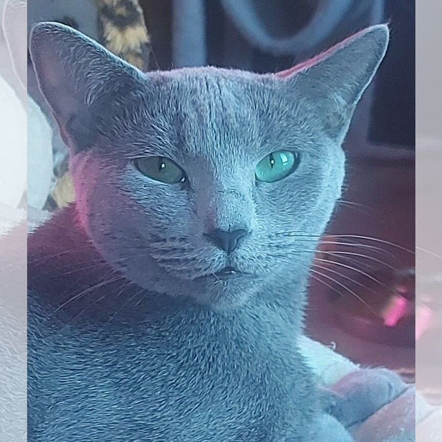 Русская голубая кошка