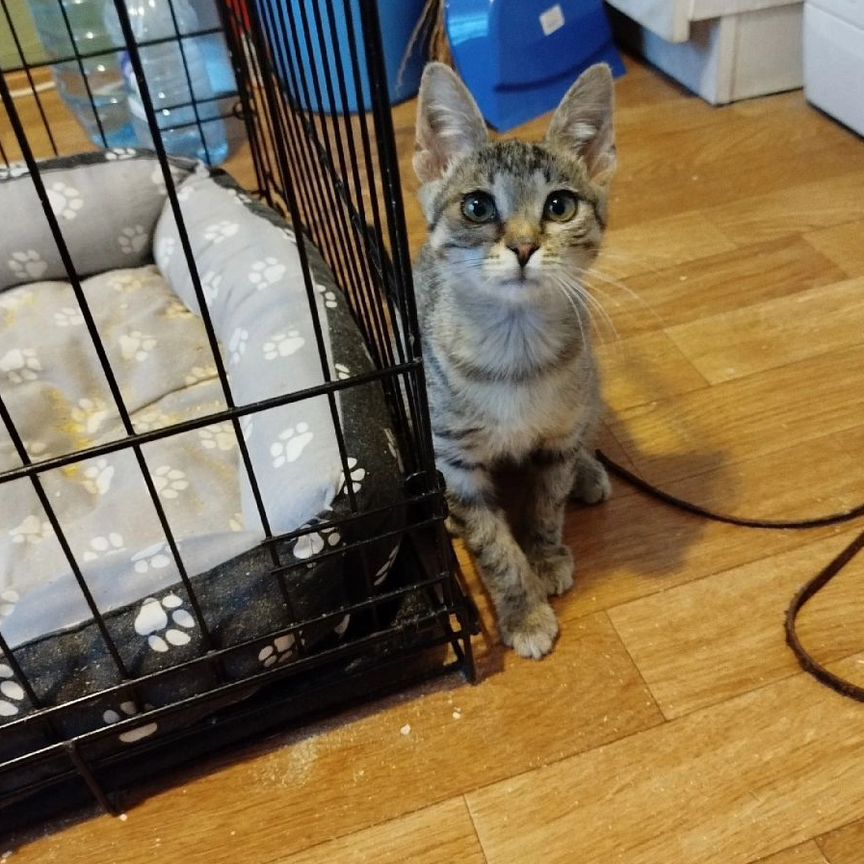 Котенок в добрые руки