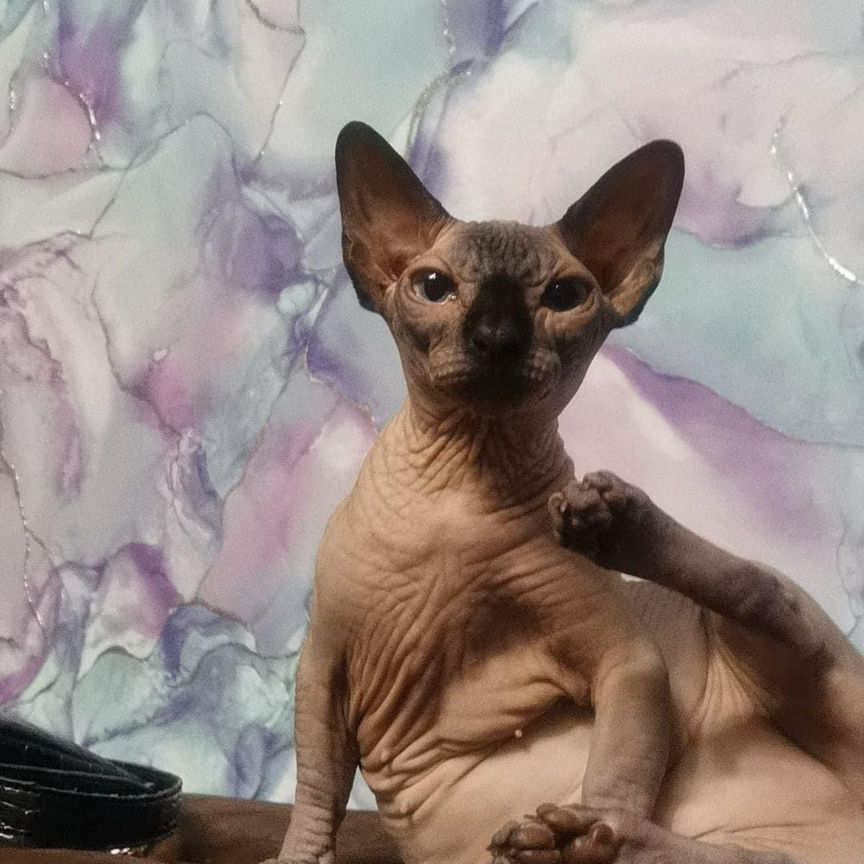 Бамбино кошечка