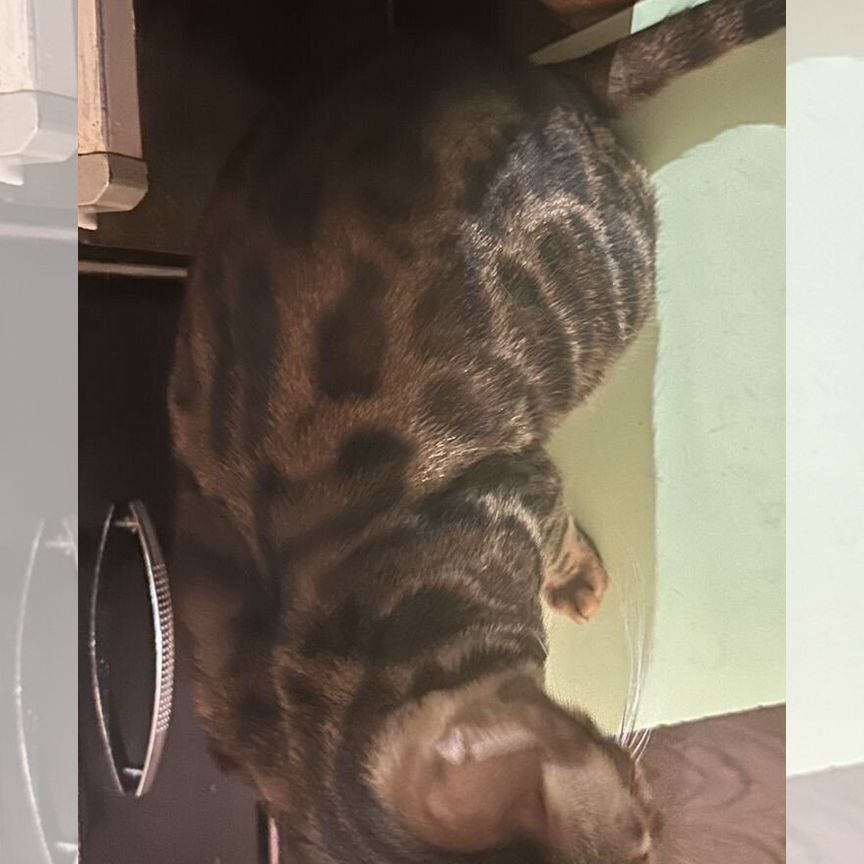 Бенгальская