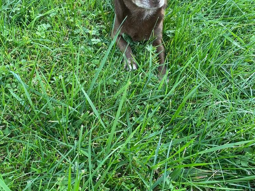 Чихуахуа отдам