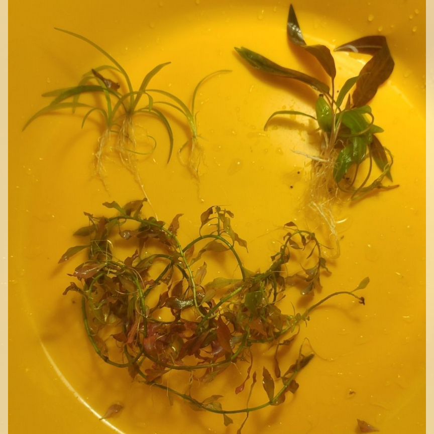 Аквариумные растения