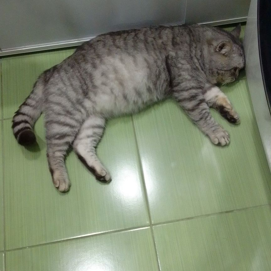Котики бесплатно в добрые руки
