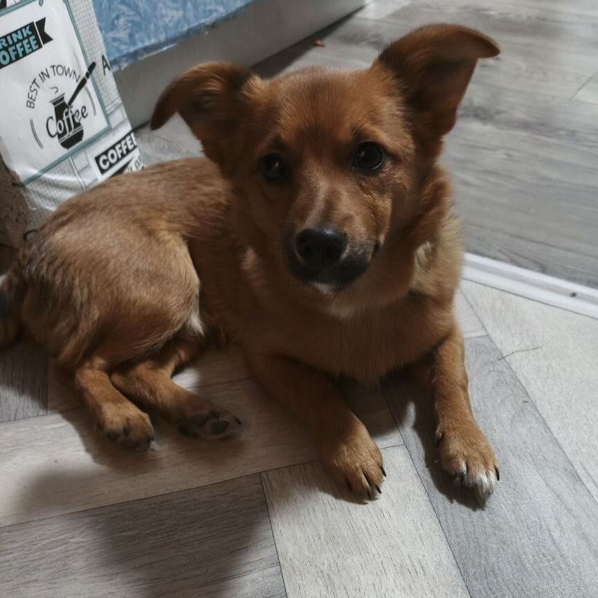 Щенок в добрые руки