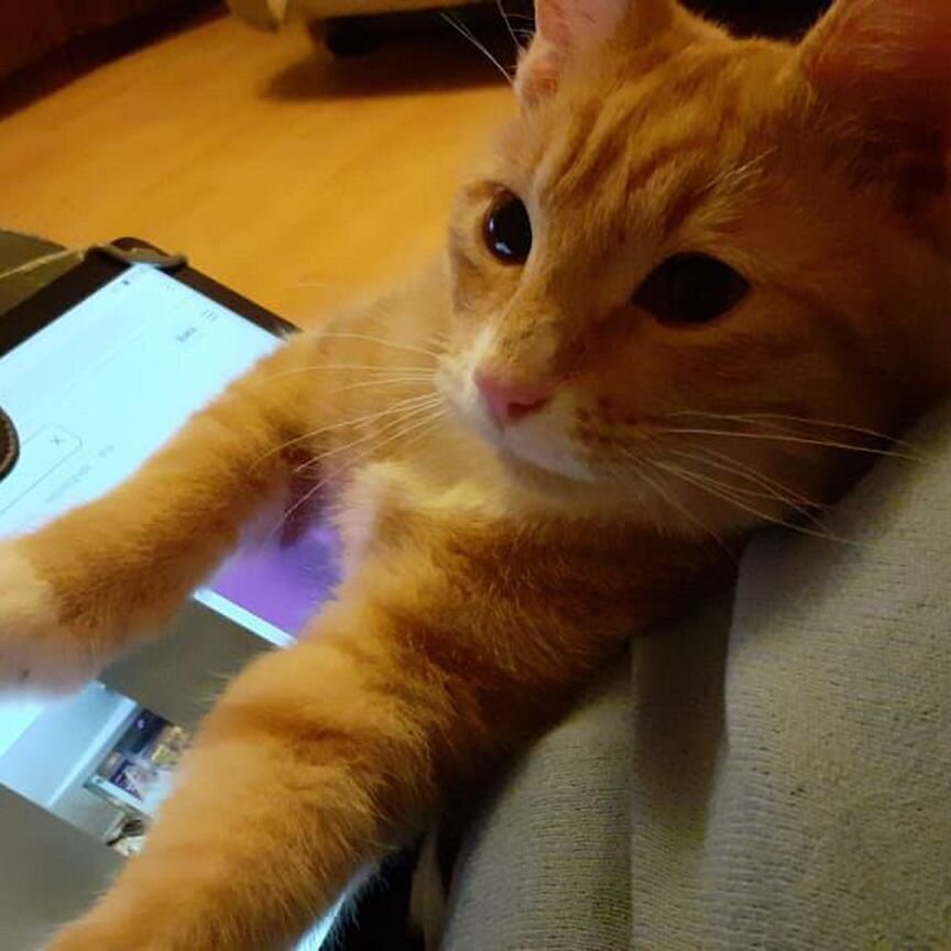 Рыжее счастье