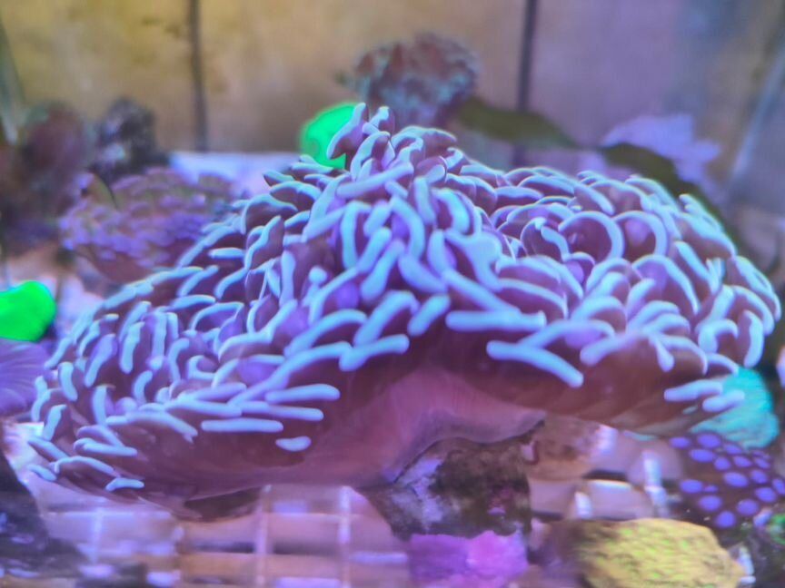 Коралл эуфилия параанкора