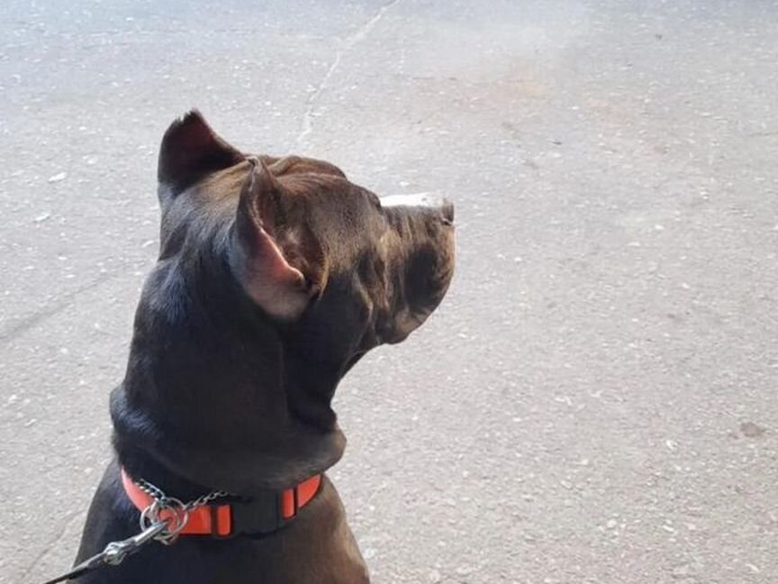 Собаку в добрые руки