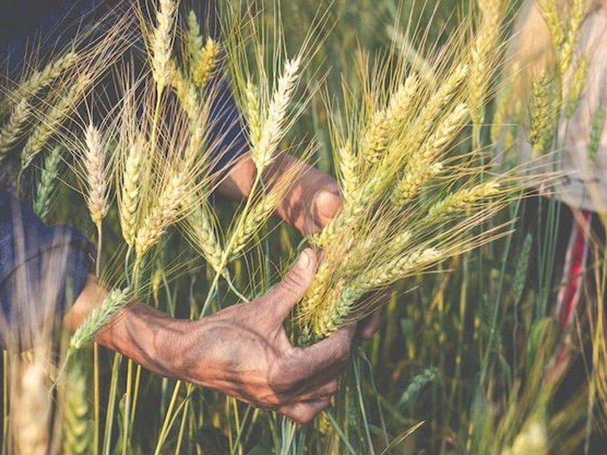 Пшеница 5 класс