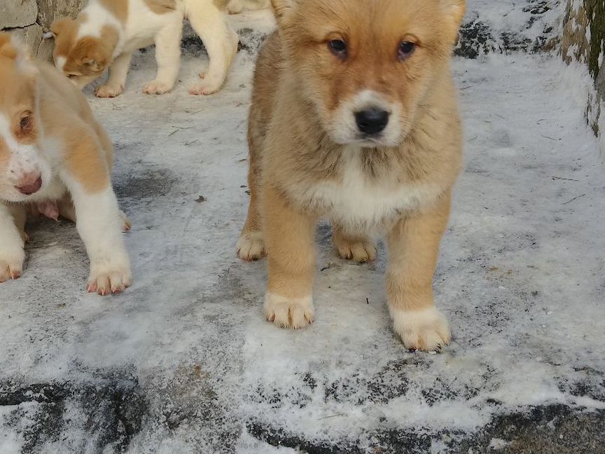 Среднеазиатская овчарка