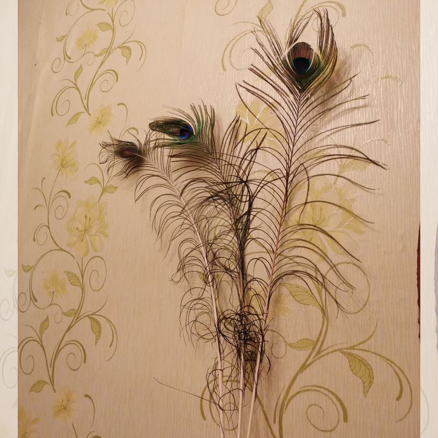 Перо павлина