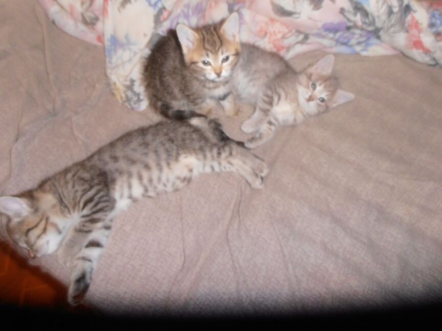Британские котята бесплатно