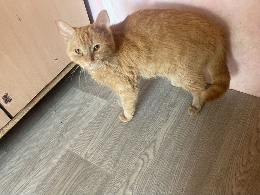 Кот в добрые руки