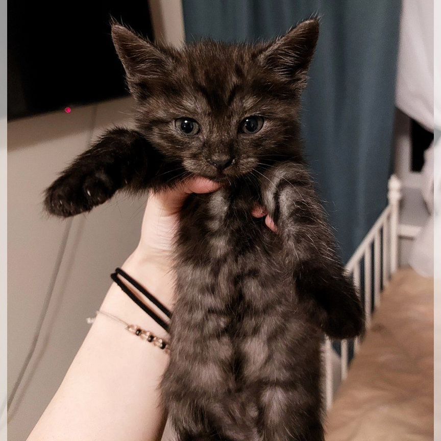 Азиатская табби котёнок