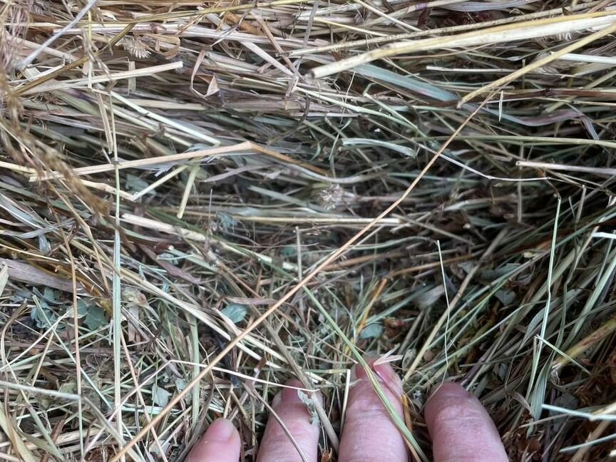 Сено в рулонах опт/Доставка