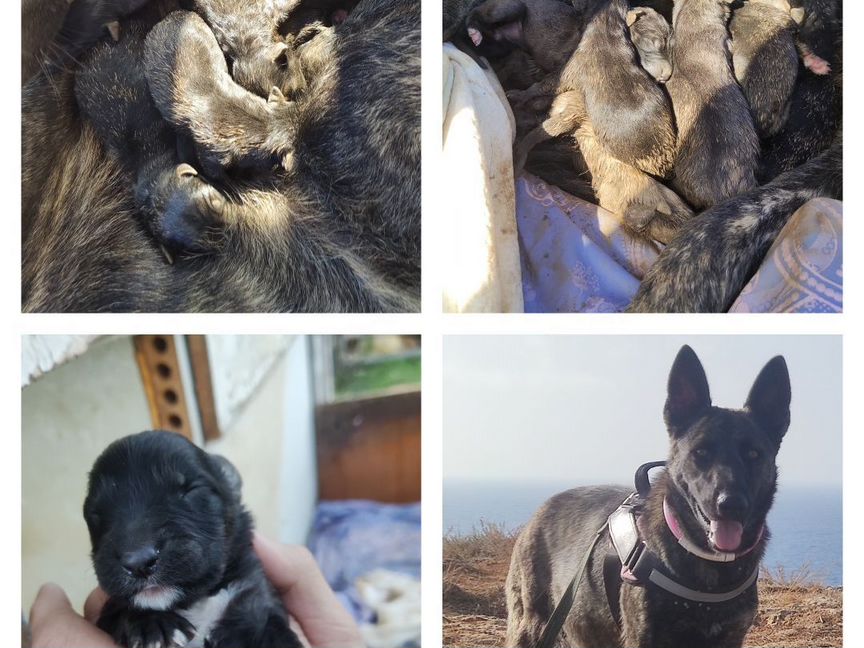 Щенки в добрые руки