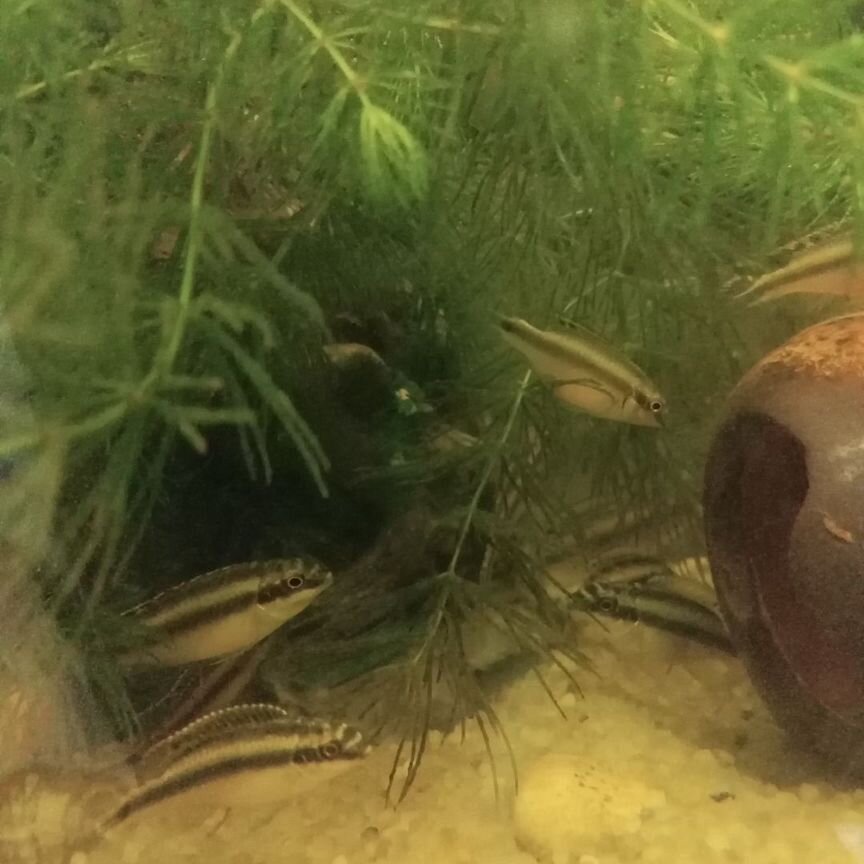 Пельвикахромис (попугайчик)