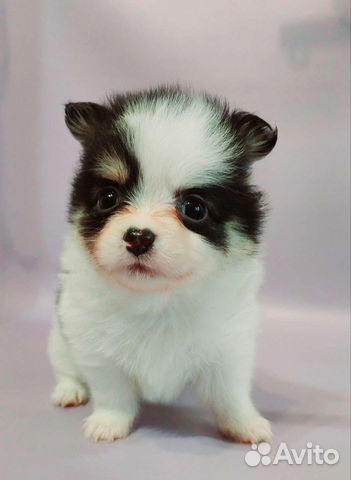 Мальчик чихуахуа дш 2 мес