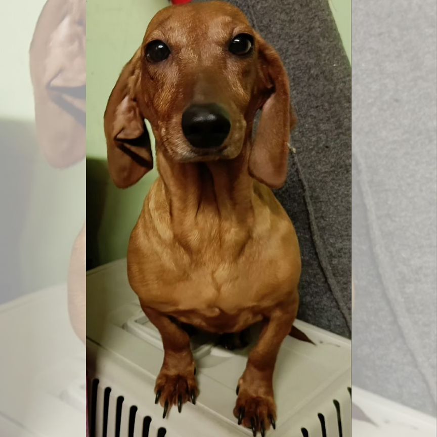 Такса, взрослая собака