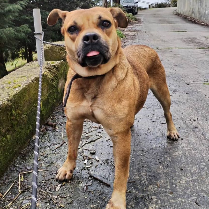 Джуди английский стаффордширский метис ищет дом