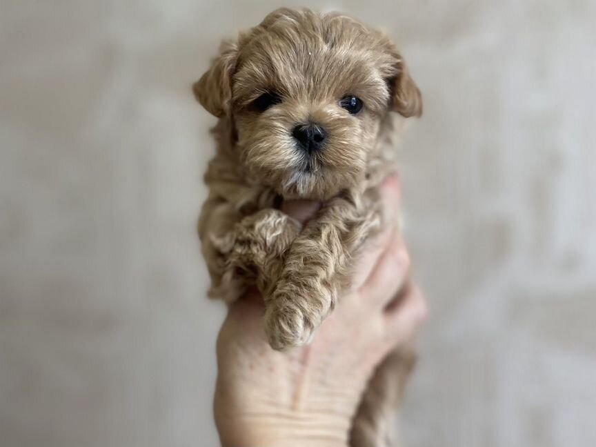 Щенки мальтипу f1 мини