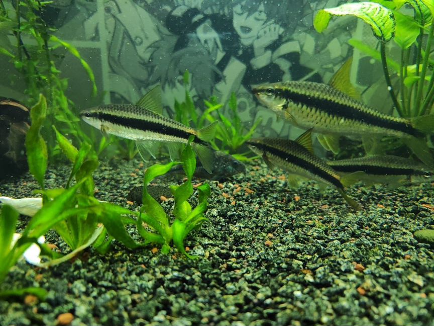 Сиамский водорослеед