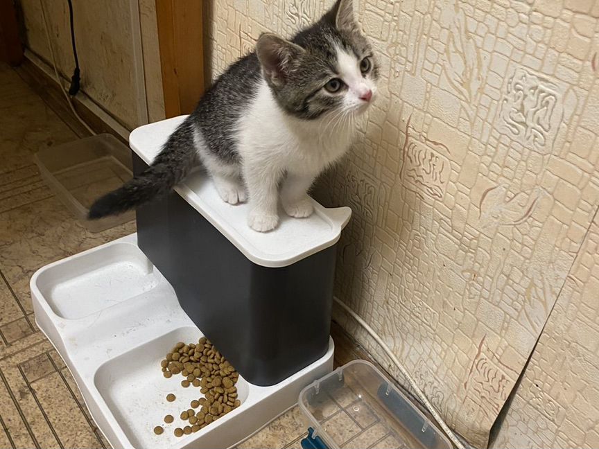 Отдам даром кошечку и котика