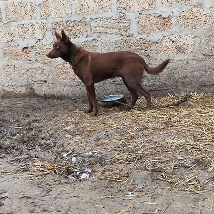 Австралийский келпи