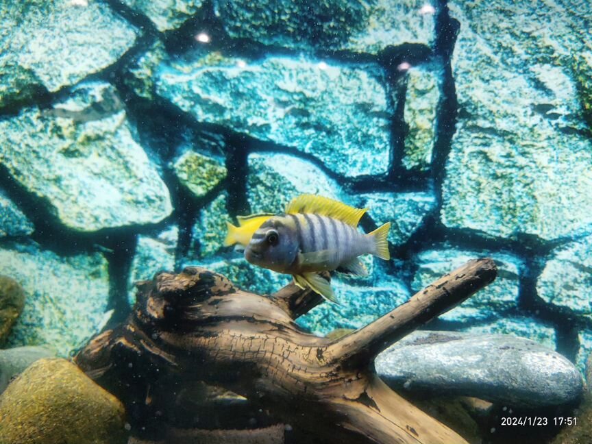 Цихлида Лабидохромис Хонги Кимпума рэд