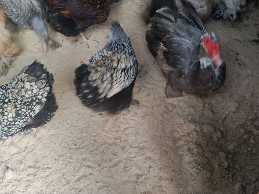 Куры несушки (породистые)