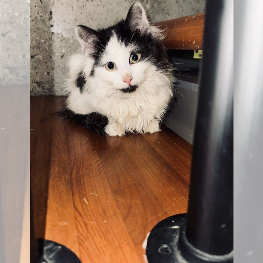 Котёнок в добрые руки