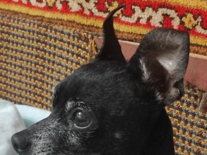 Русский той-терьер