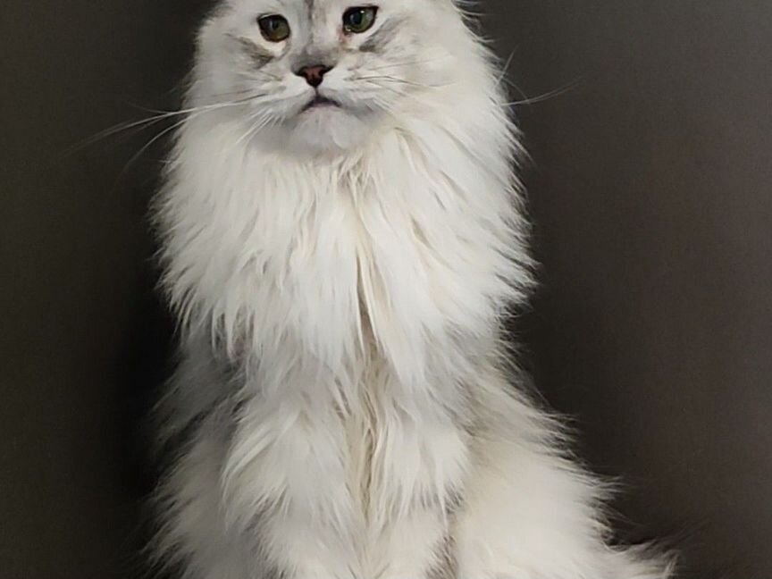 Девочка в высоком серебре