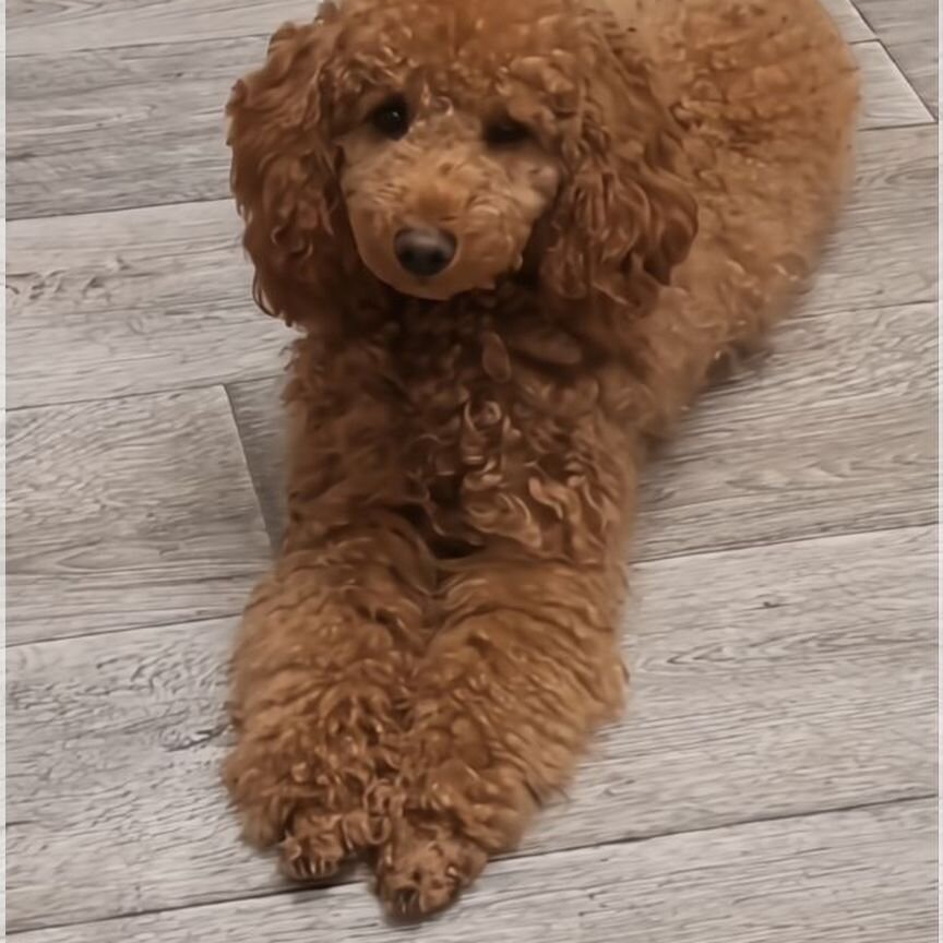 Карликовый пудель, щенок